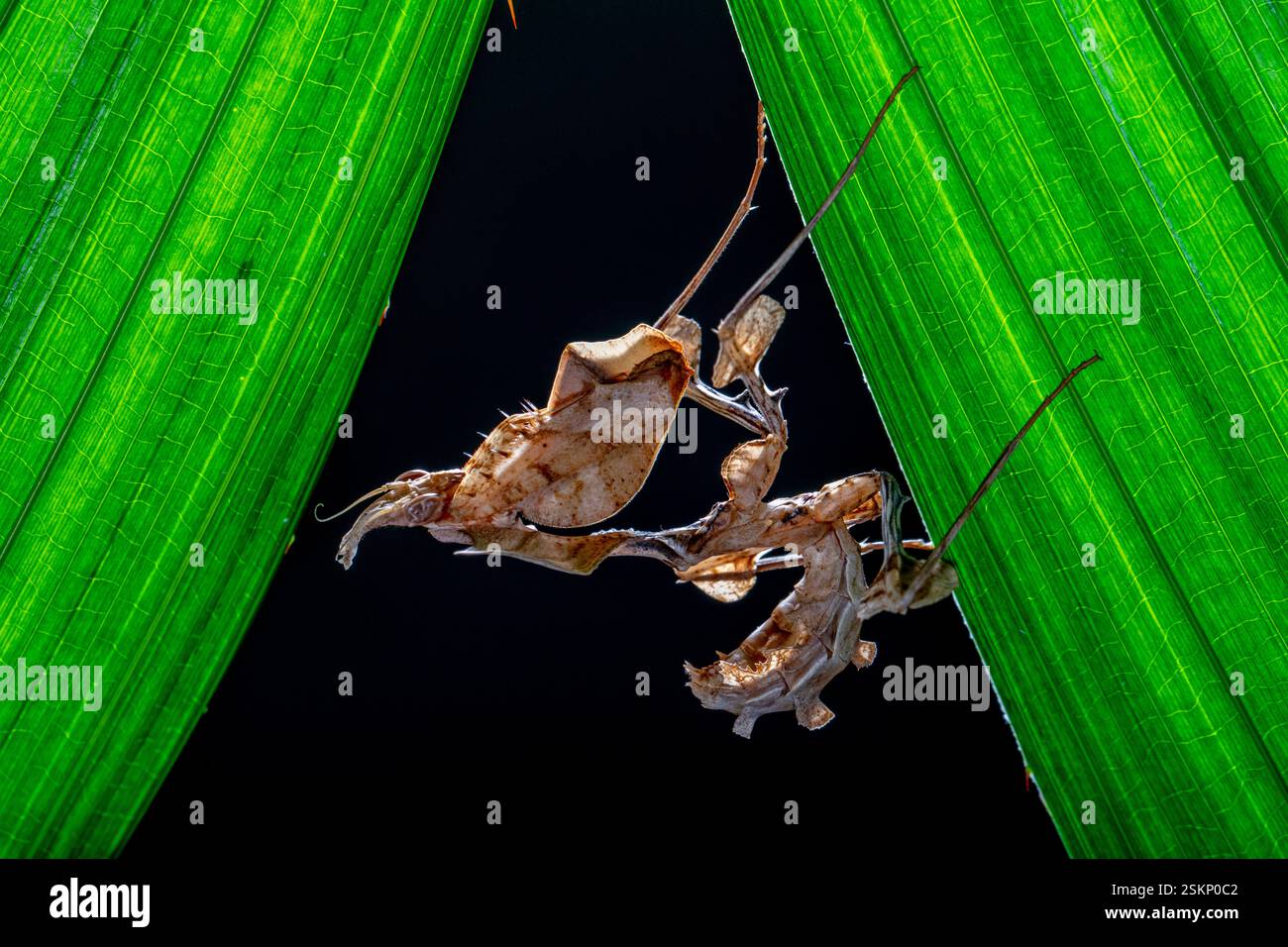 Close-up of a ghost mantis (Phyllocrania paradoxa) on a leaf, Indonesia ...