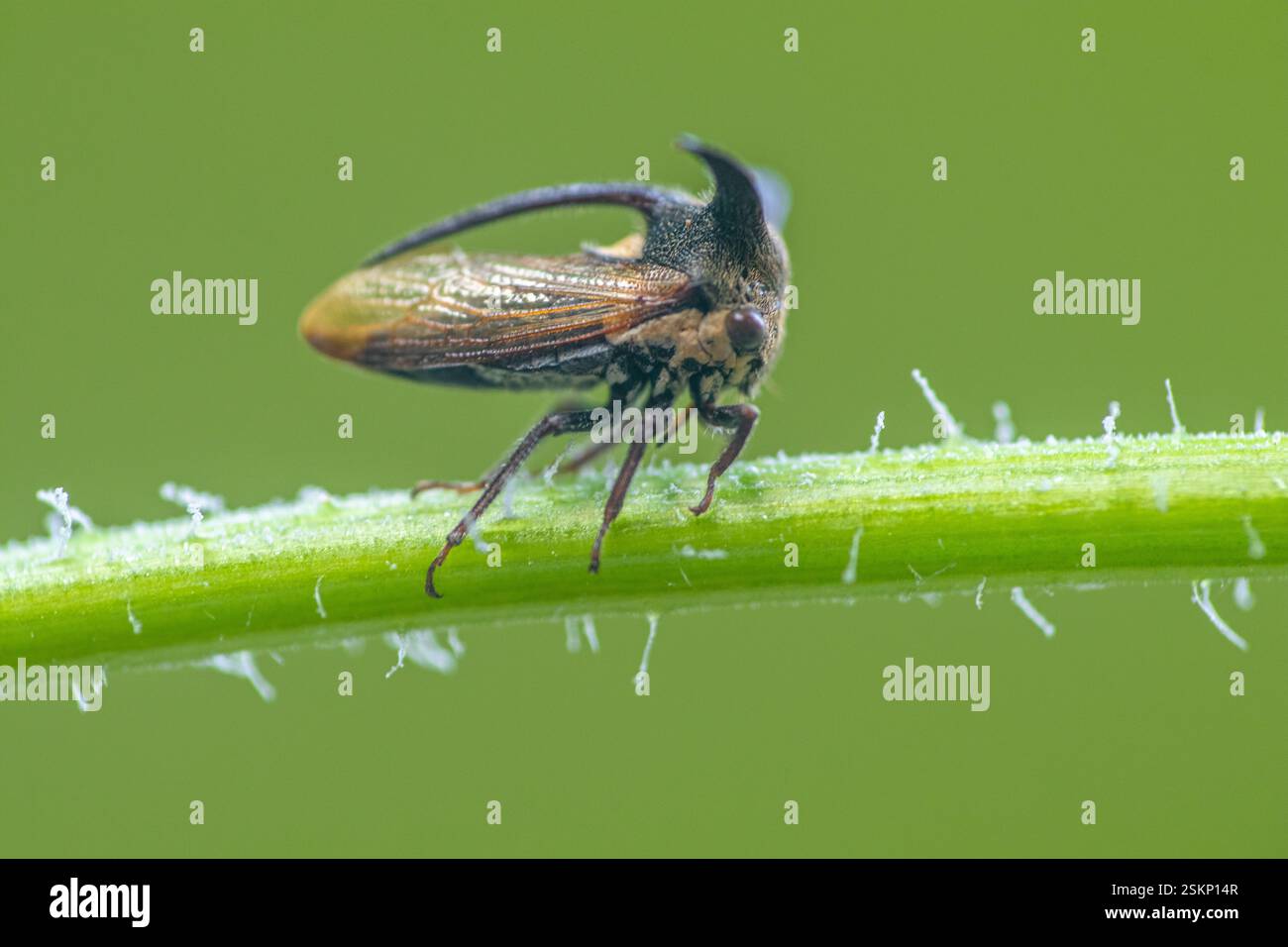Close-up of a treehopper (Centrotus cornutus) on a plant stem ...