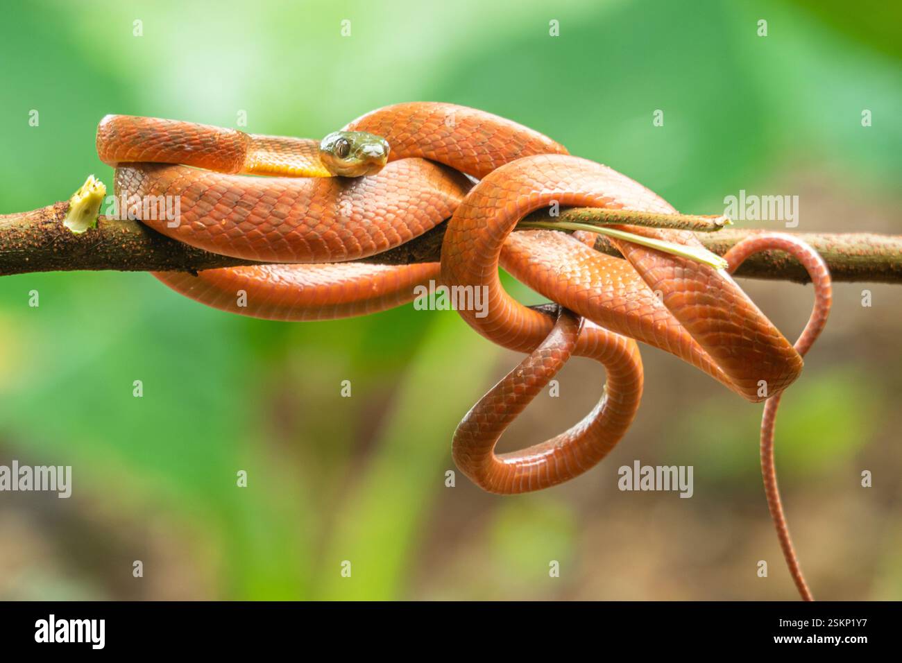 Close-up of a coiled brown tree snake (Boiga irregularis) on a branch ...