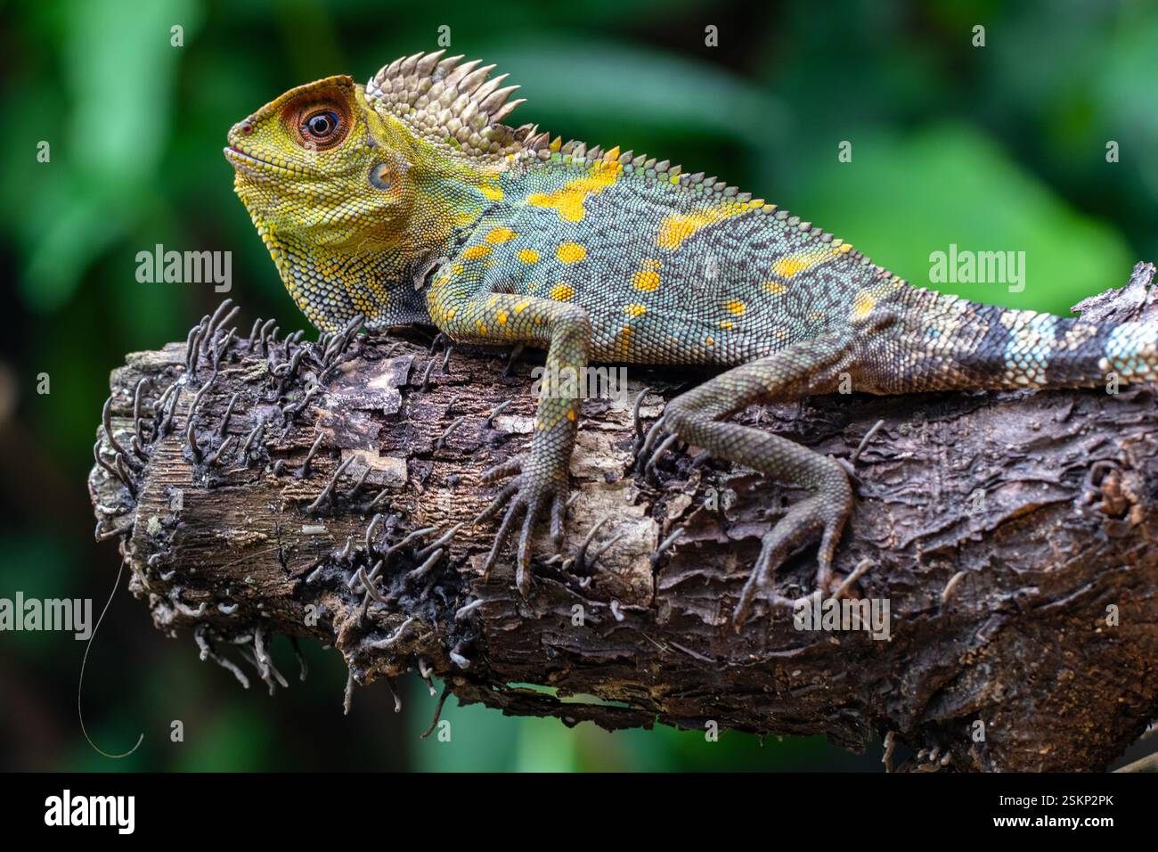 Close-up of a chameleon forest dragon (Gonocephalus chamaeleontinus) on ...