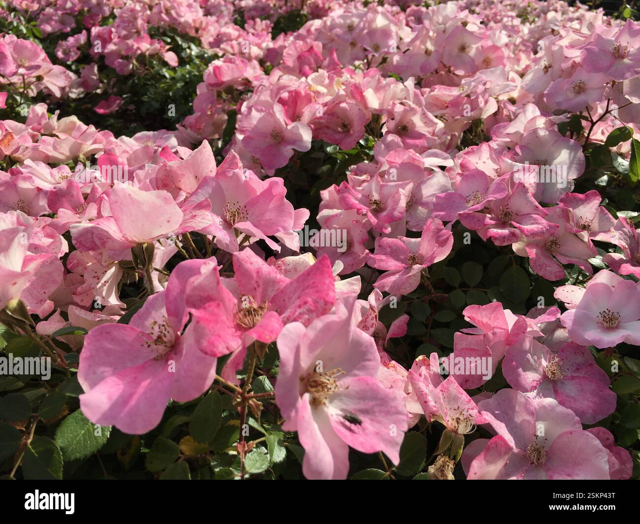 Lush pink rose blossoms in full bloom. Vibrant floral display, Braga ...