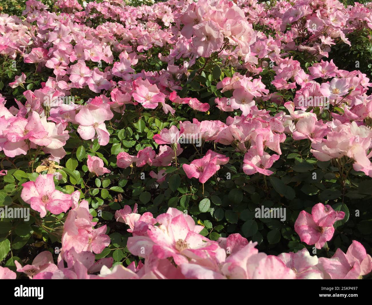 Lush pink rose bush thrives in the warm sun of Braga, Portugal. Its ...