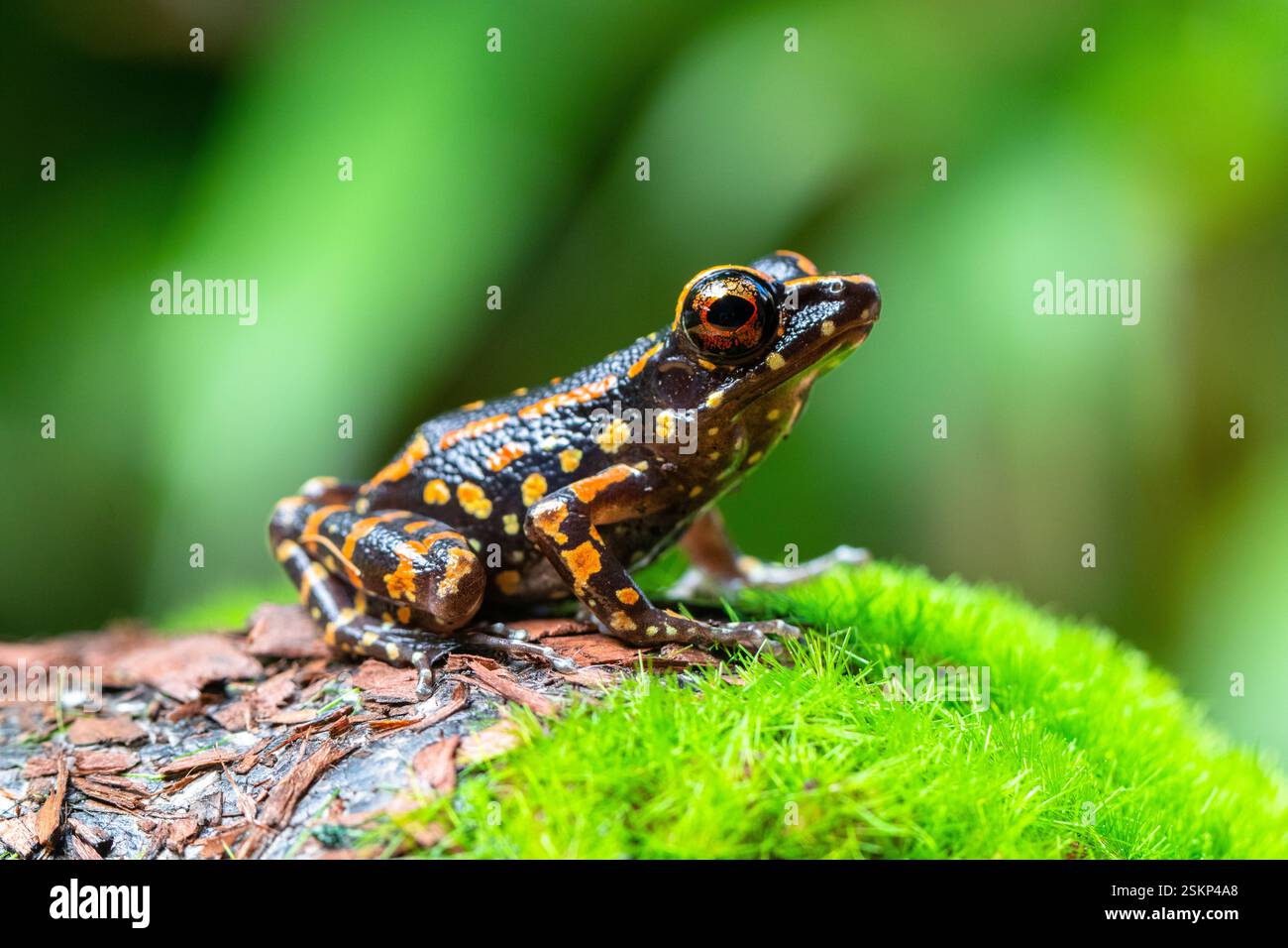 Close-up of a spotted stream frog (Pulchrana picturata) sitting on a ...