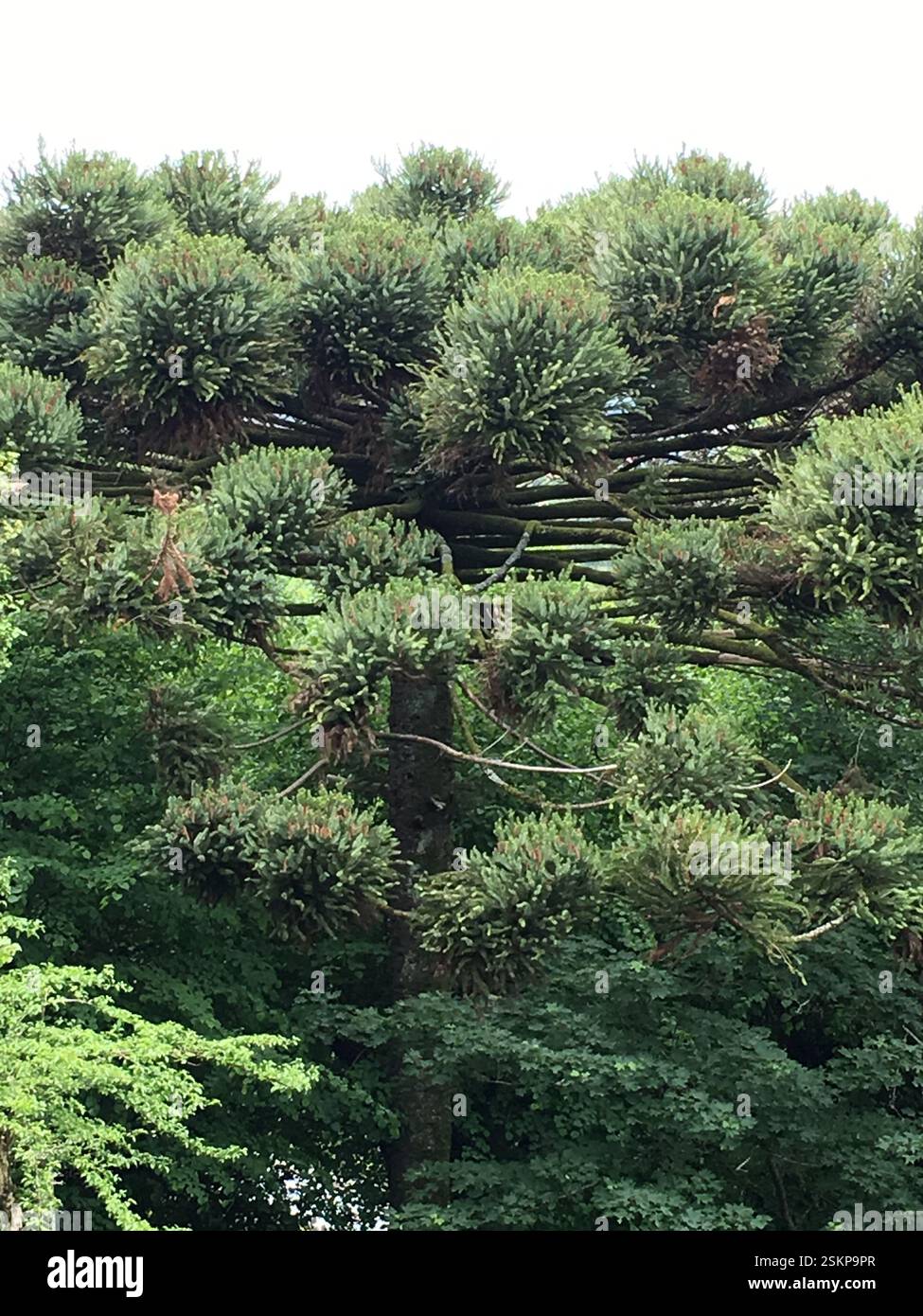 Brazilian pine tree. Lush green canopy with layered branches. Araucaria ...