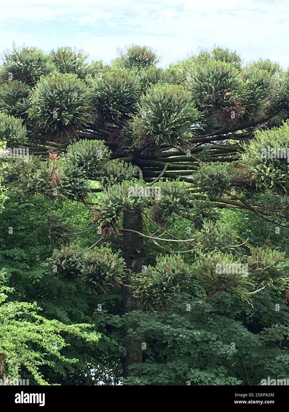Tree. Lush green canopy with layered branches. Distinct whorled foliage ...