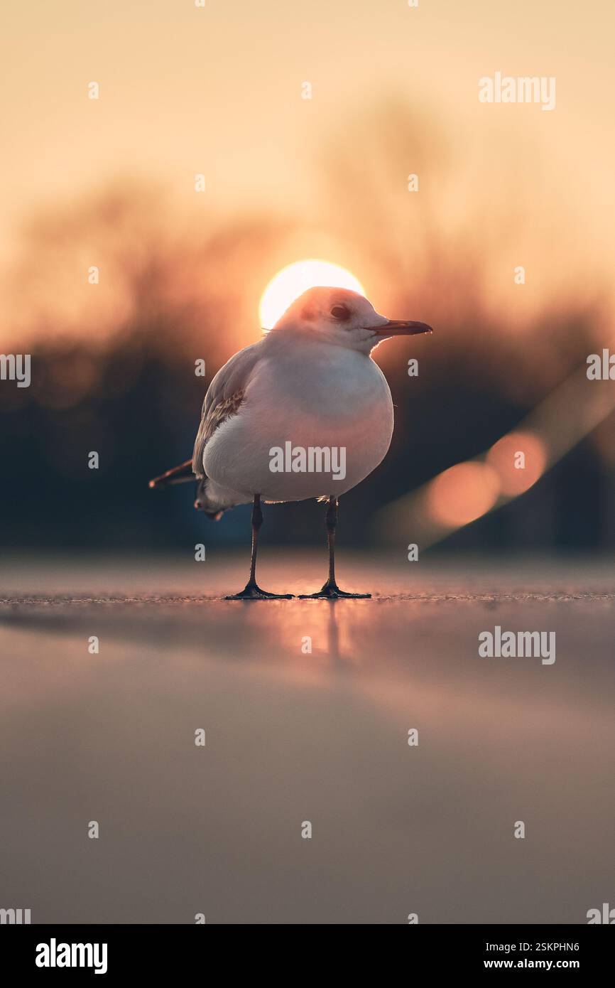 Black headede gull hi-res stock photography and images - Alamy