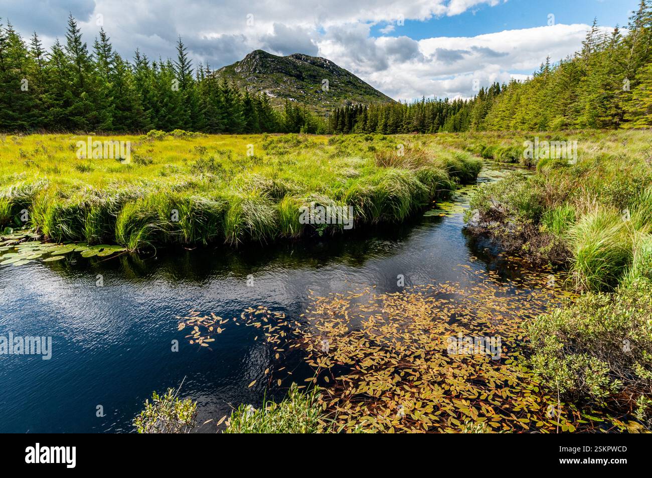 Stream, marsh, forest and mountain along West Ireland Way trekking ...