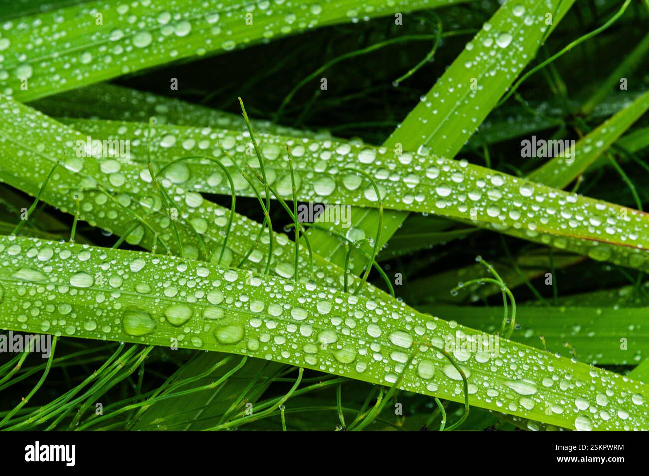Large beads of morning dew collect on blades of green grass Stock Photo ...