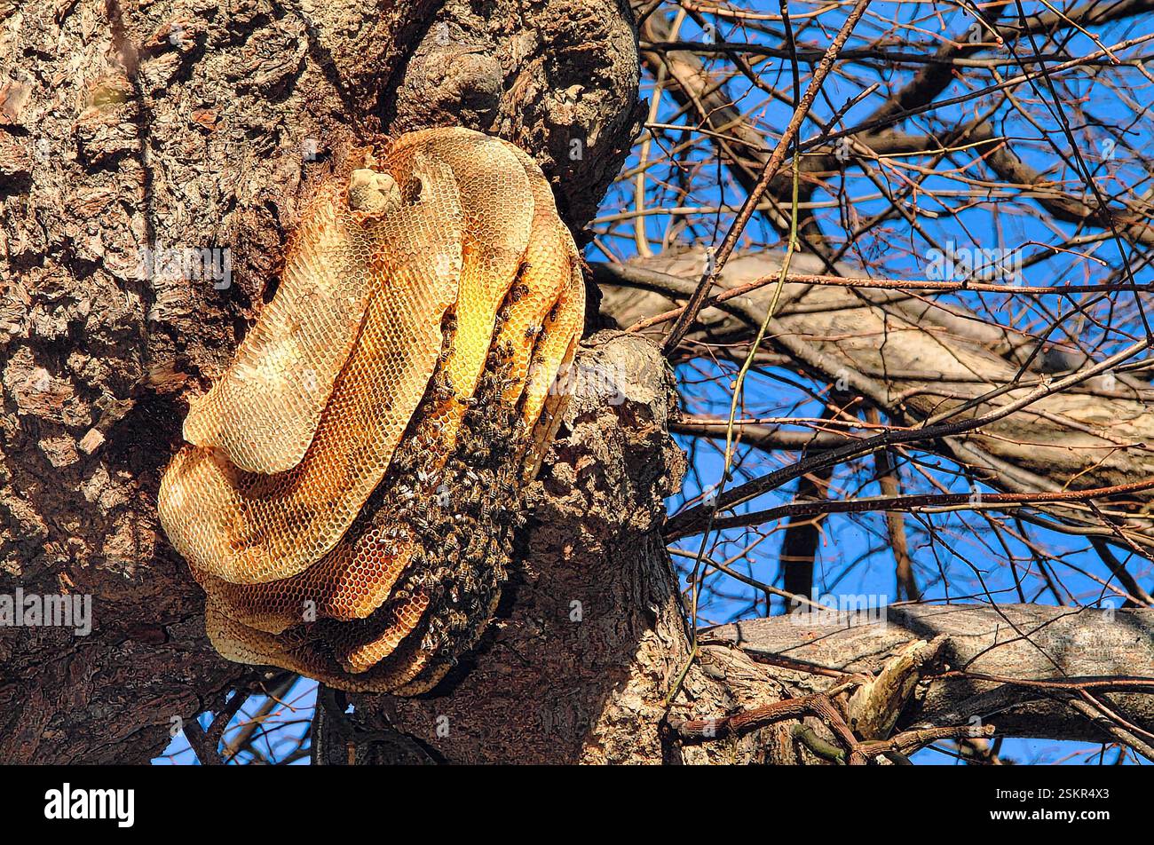 Feral Honey bees and mistletoe in December sunshine Stock Photo - Alamy