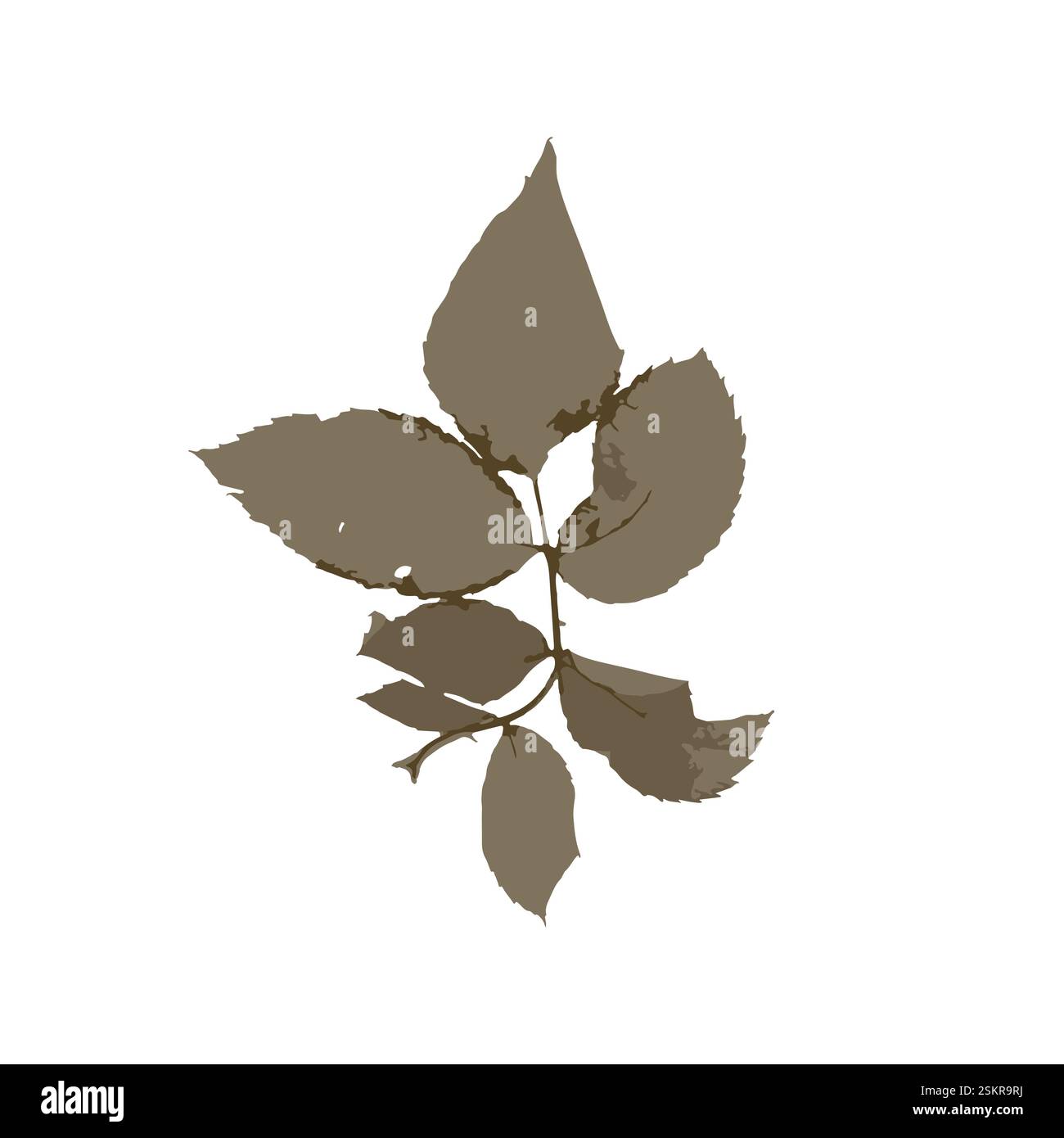 Branch rose plant dried Stock Vector Images - Alamy