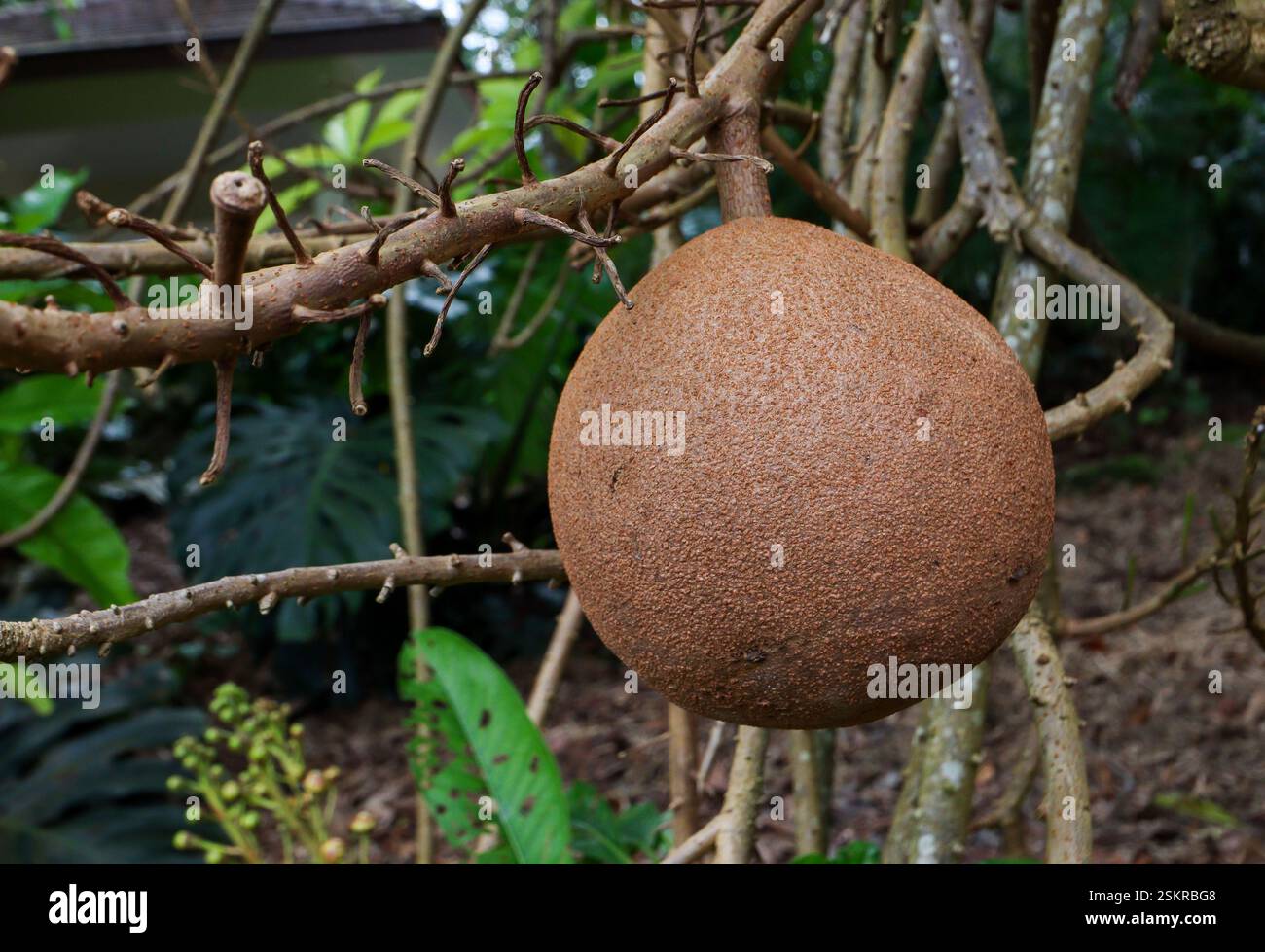 Cannon Ball Tree, Couriupita Guisnensis Stock Photo - Alamy