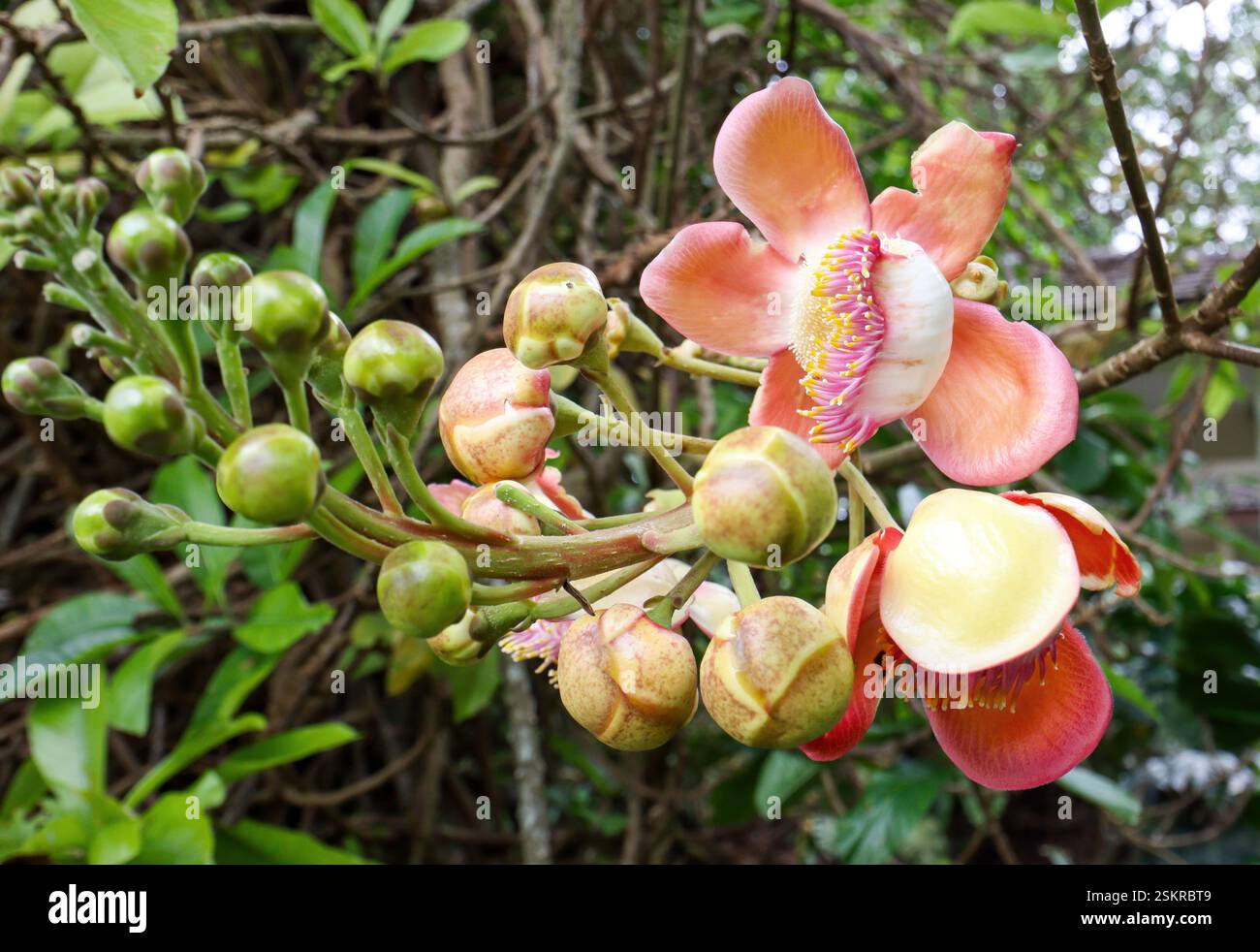 Couriupita guisnensis hi-res stock photography and images - Alamy