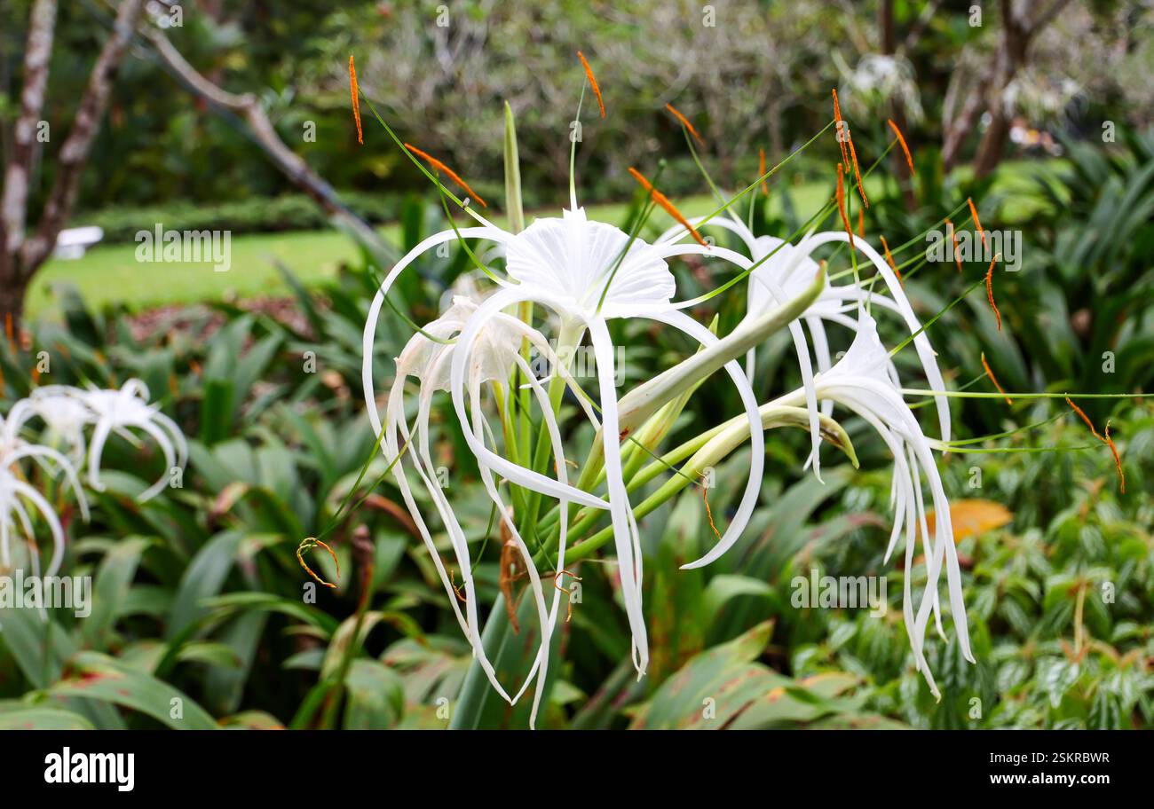 Singapore White ( Plumeria Frangipanis) Frangipani flower, Singapore ...