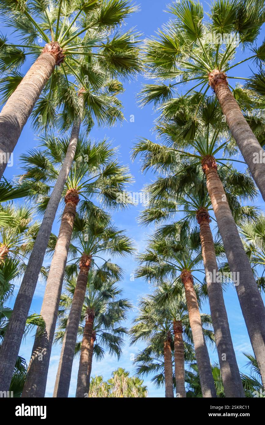 Cannes, France. 3rd October 2019. Palm tree-lined park in Cannes next ...