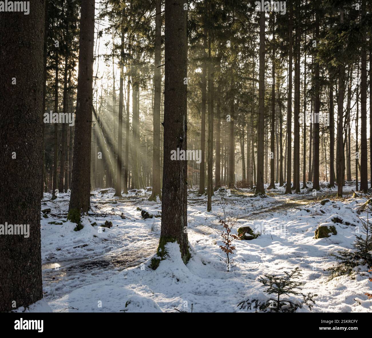 Winter forest sunbeams through hi-res stock photography and images - Alamy