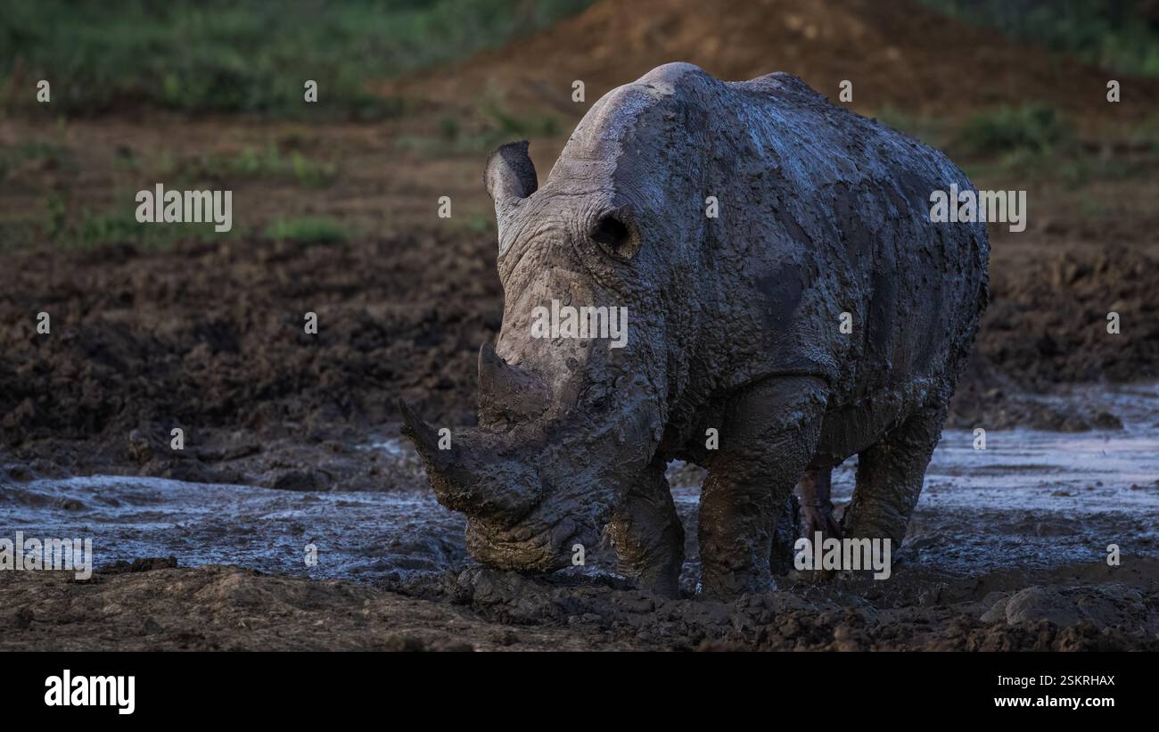 Rhino enjoying a mud bath Stock Photo - Alamy
