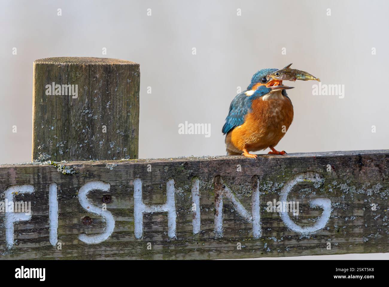 Close up front view of a kingfisher bird flipping a fish in its beak ...