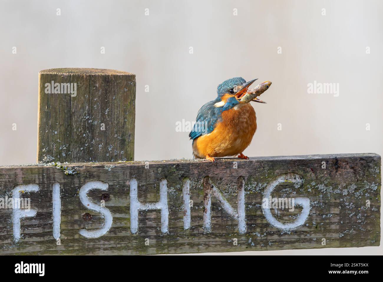 Close up front view of a kingfisher bird flipping a fish in its beak ...
