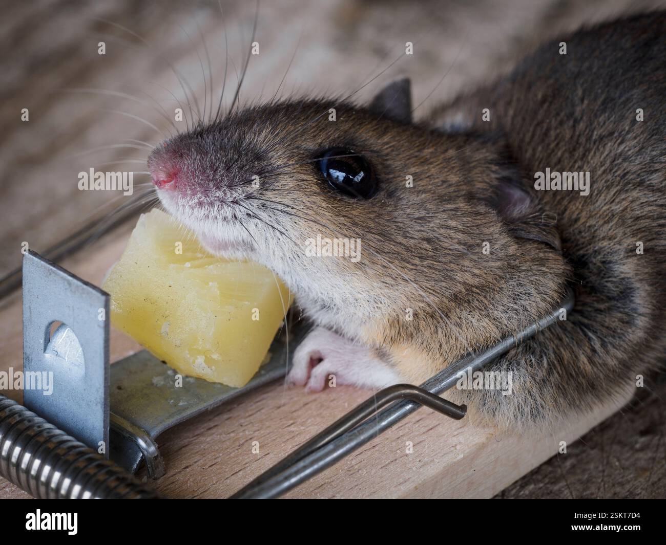 Dead mouse attracted to a piece of cheese and trapped Stock Photo - Alamy