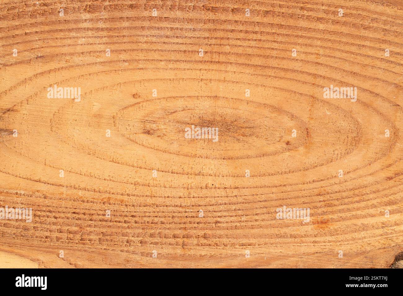 The structure of natural wood sawn into boards, macro, top view Stock ...