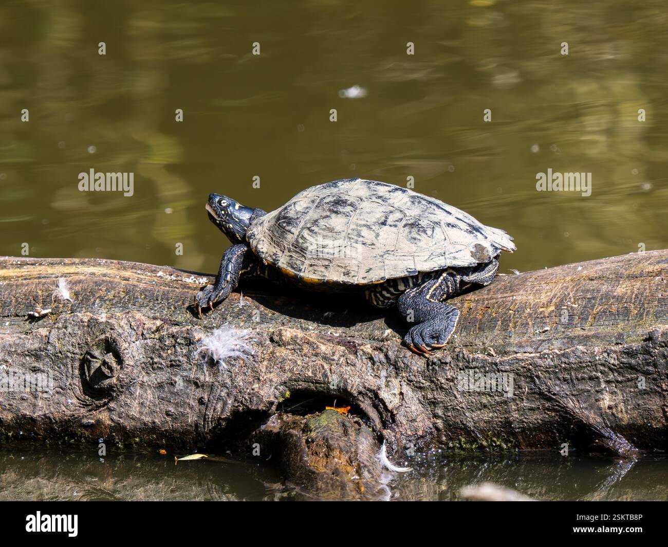 Yellow-bellied Terrapin Basking on a Log Stock Photo - Alamy