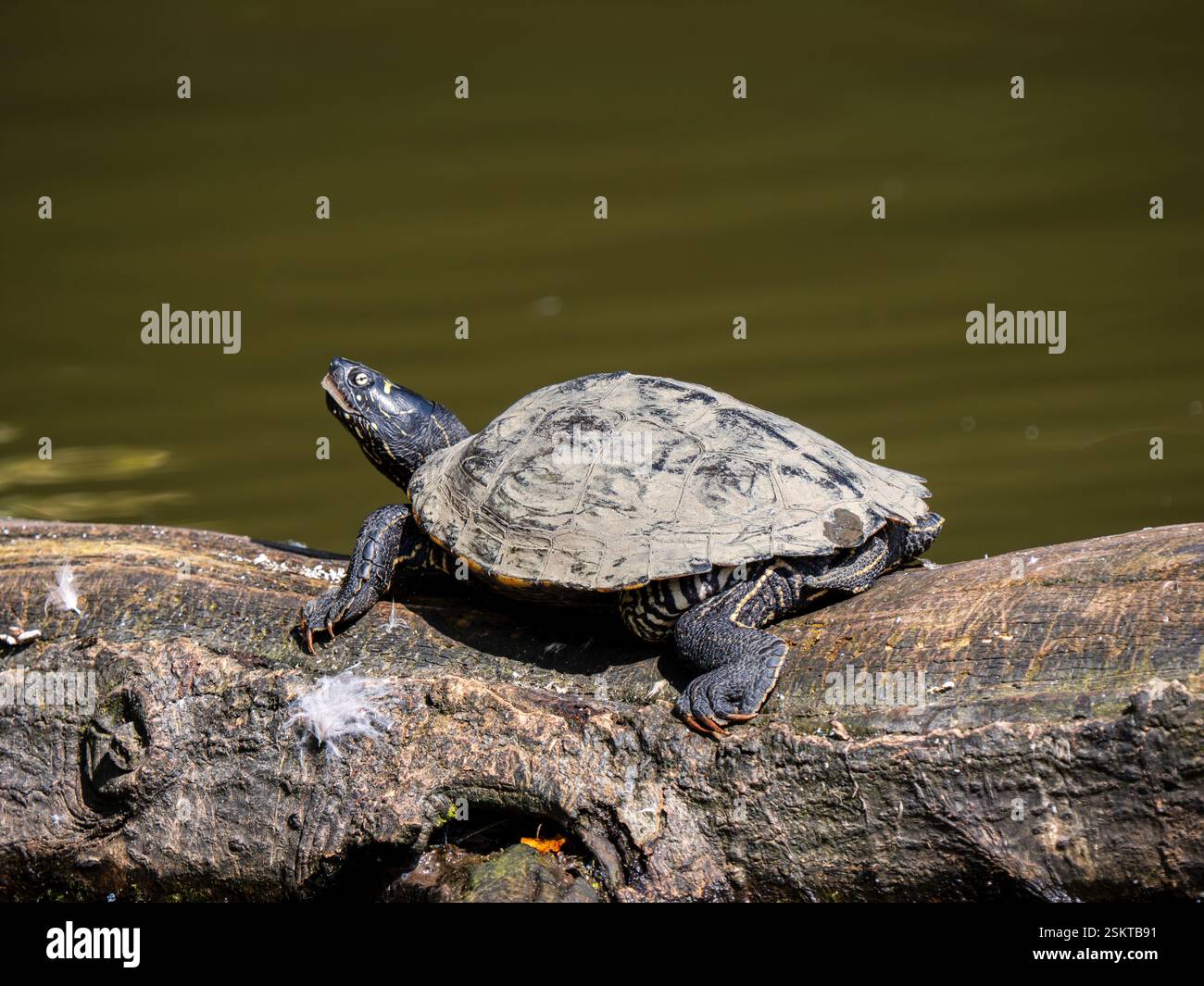 Yellow-bellied Terrapin Basking on a Log Stock Photo - Alamy