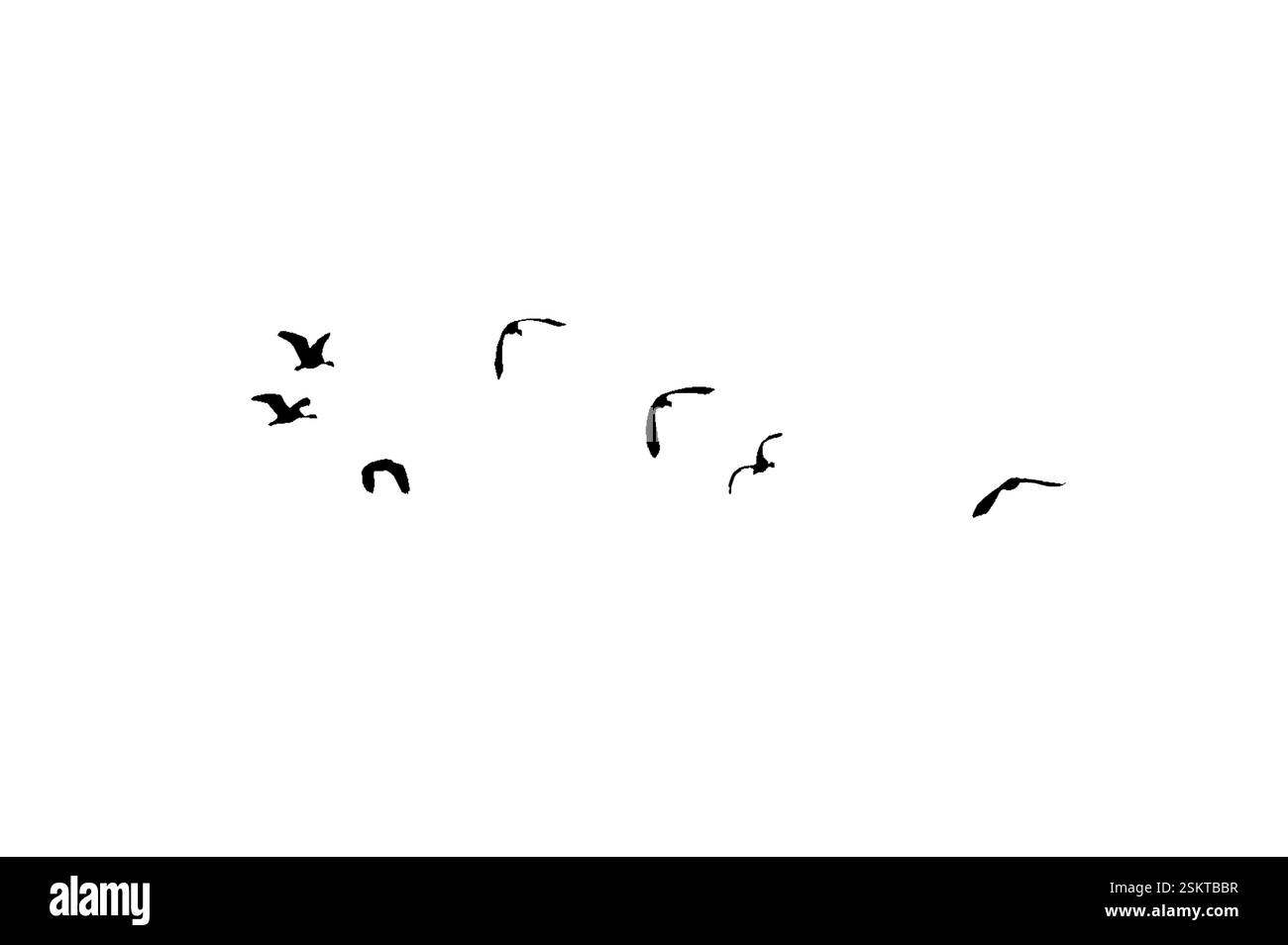 Bird sillhouette Flock black birds. Flocks of flying pigeons isolated ...