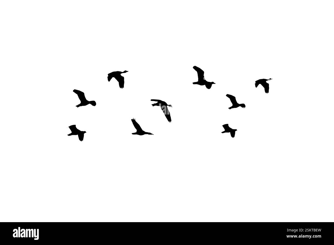 Bird sillhouette Flock black birds. Flocks of flying pigeons isolated ...