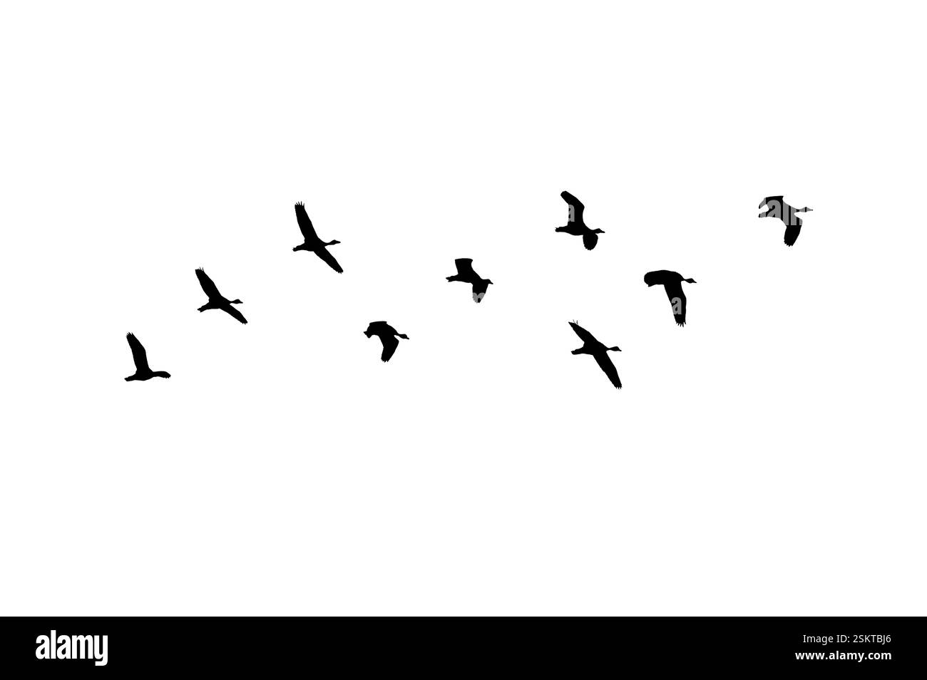 Bird sillhouette Flock black birds. Flocks of flying pigeons isolated ...