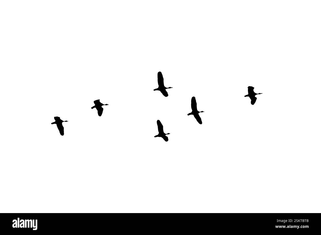 Bird sillhouette Flock black birds. Flocks of flying pigeons isolated ...