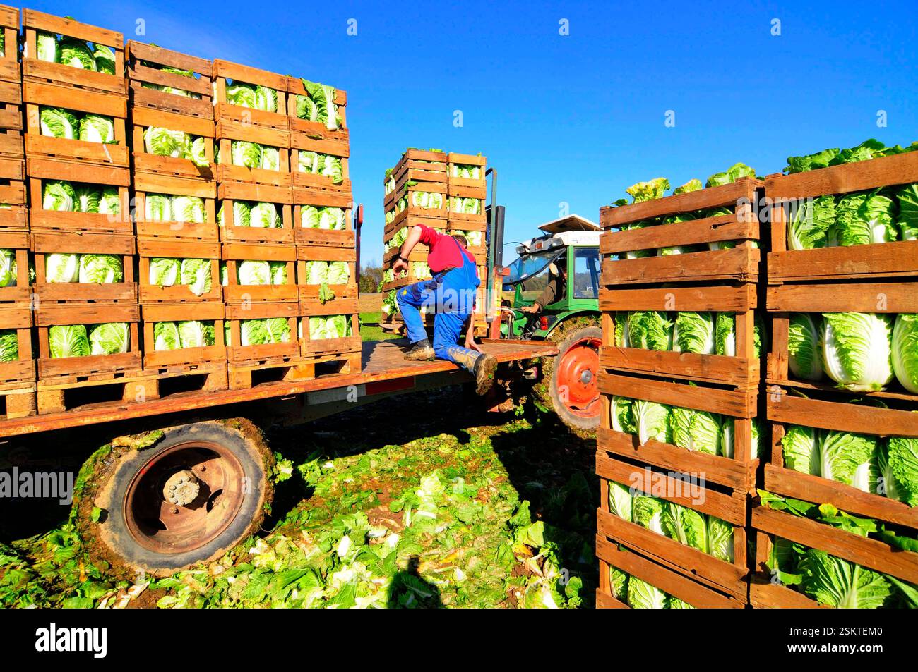 Preparing chinese cabbage for transportation, logistics in vegetable growing and farming ...