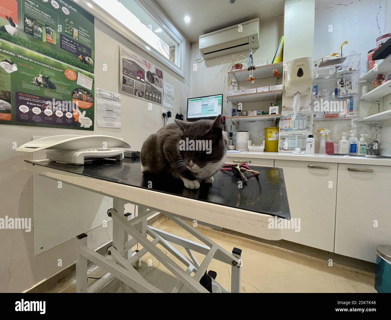 a grey and white cat on a vets inspection table in a north london ...