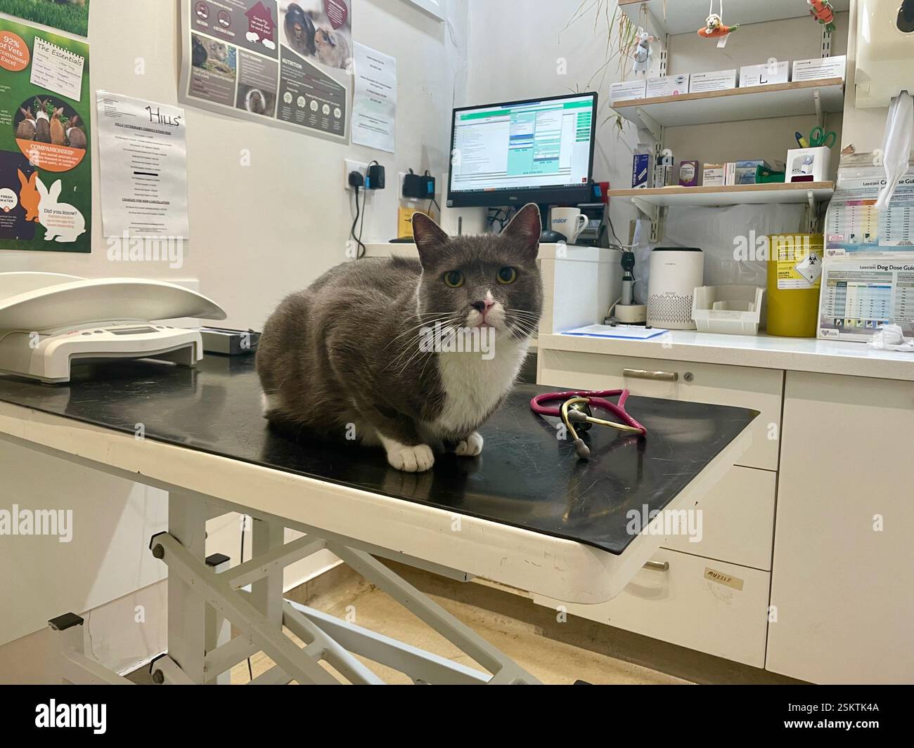a grey and white cat on a vets inspection table in a north london ...