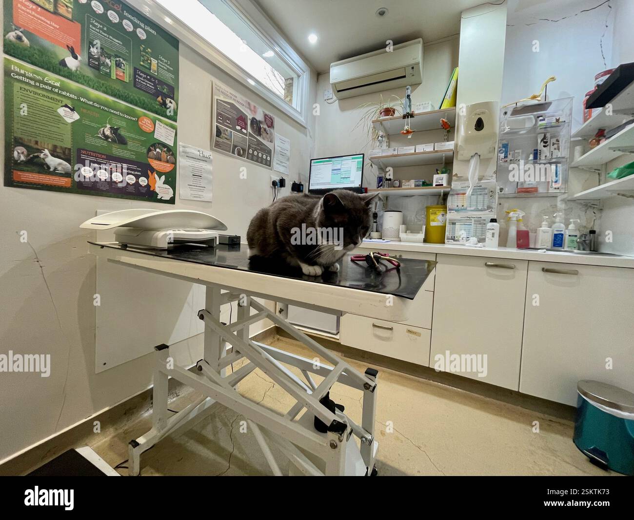 a grey and white cat on a vets inspection table in a north london ...