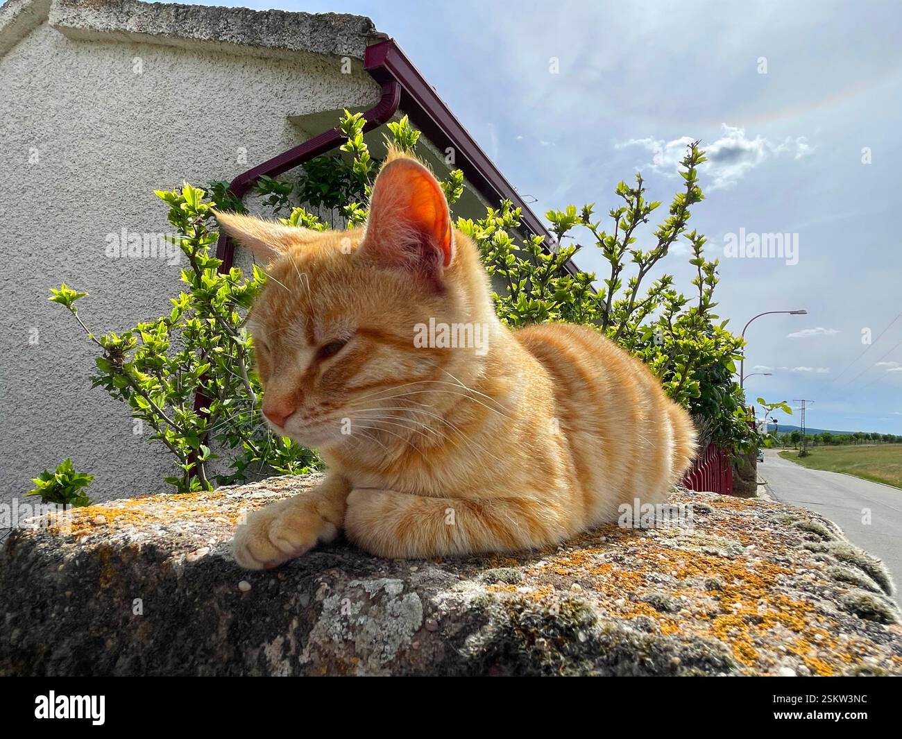 Orange tabby cat sunbathing Stock Photo - Alamy