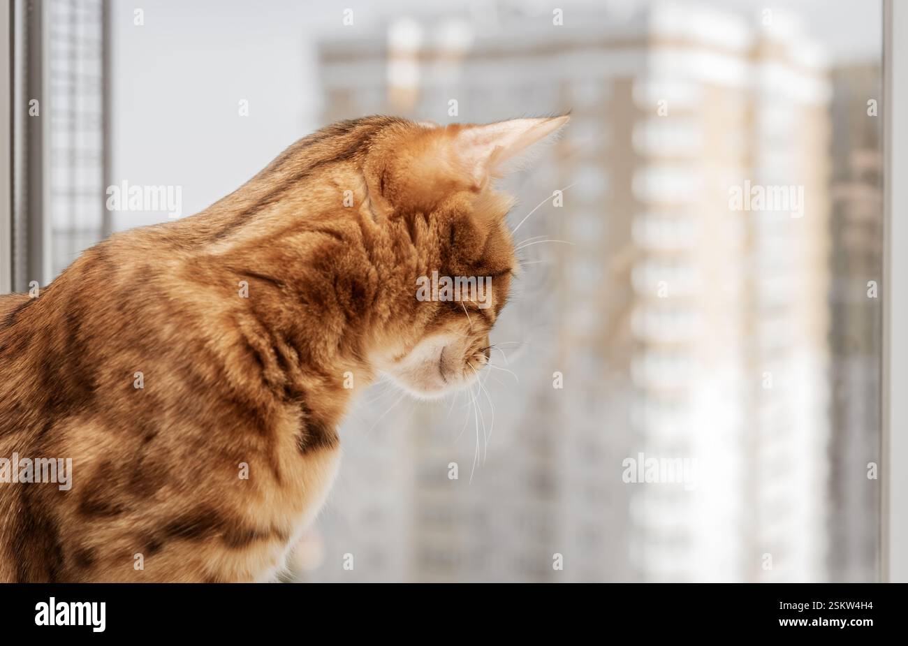 The ginger cat looks out the window with interest Stock Photo - Alamy