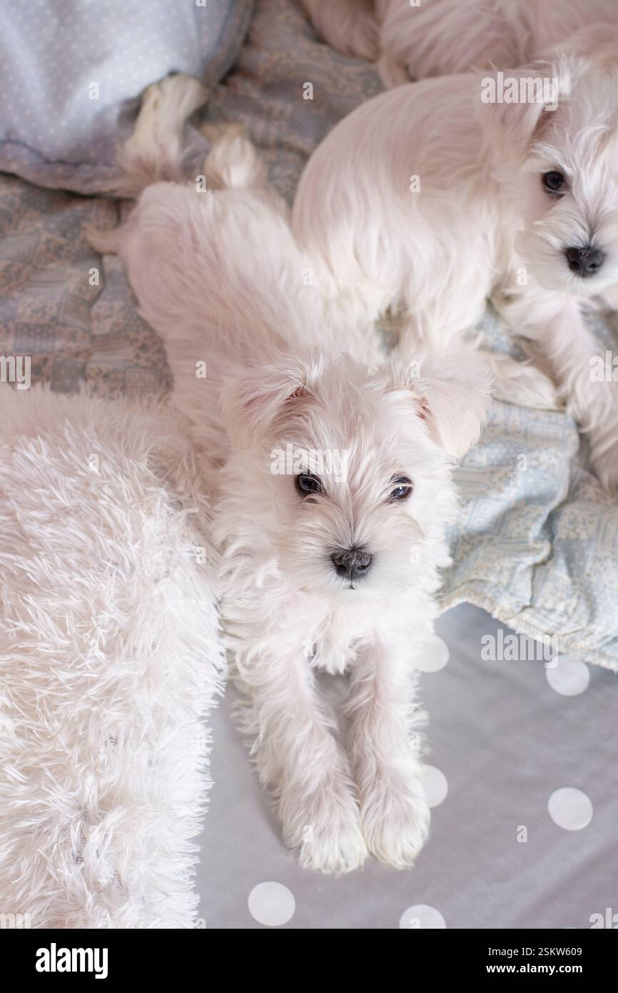 White furry puppy stretching out Stock Photo - Alamy