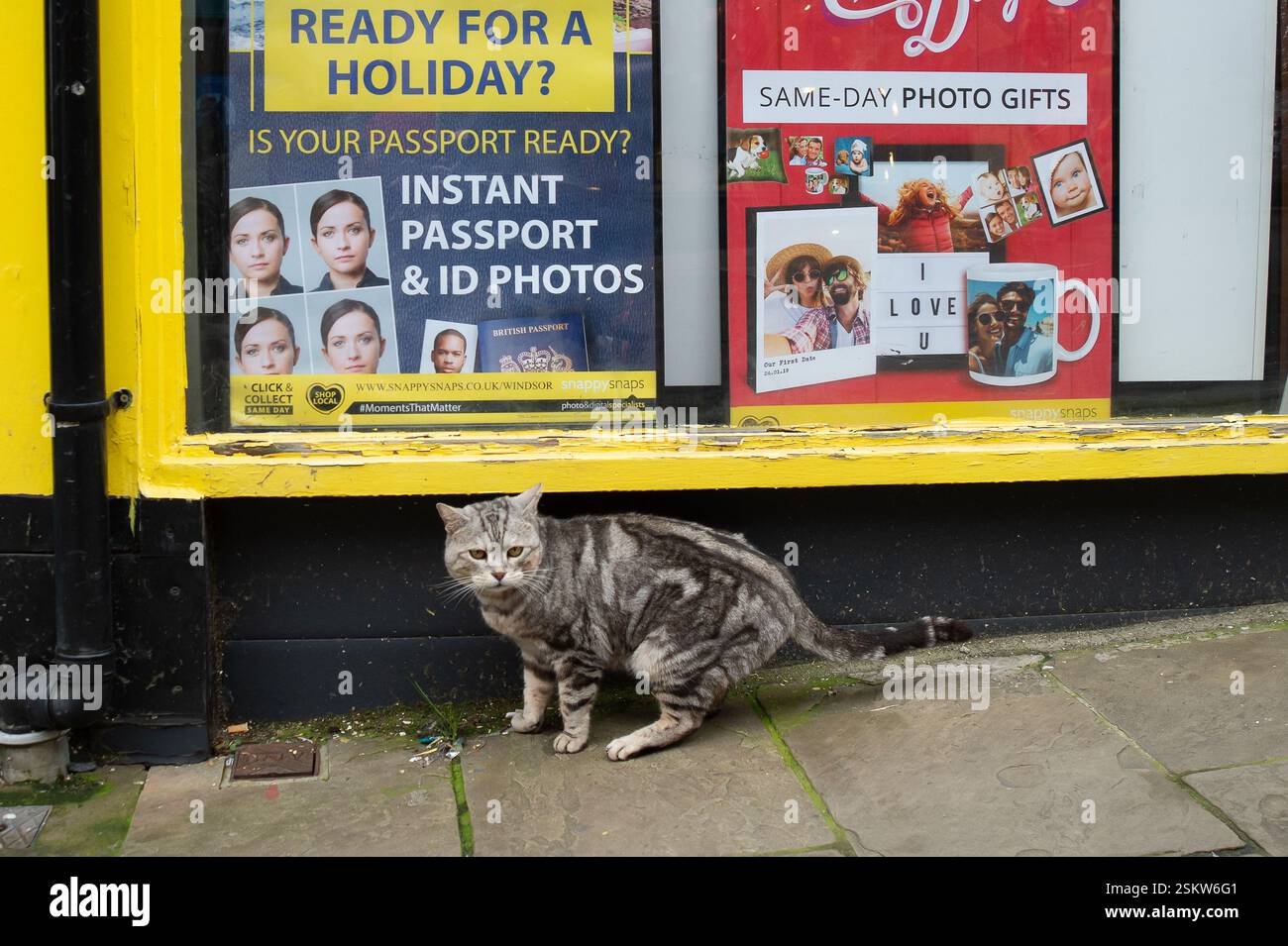 Windsor, Berkshire, UK. 12th February, 2025. Windsor's celebrity cat ...