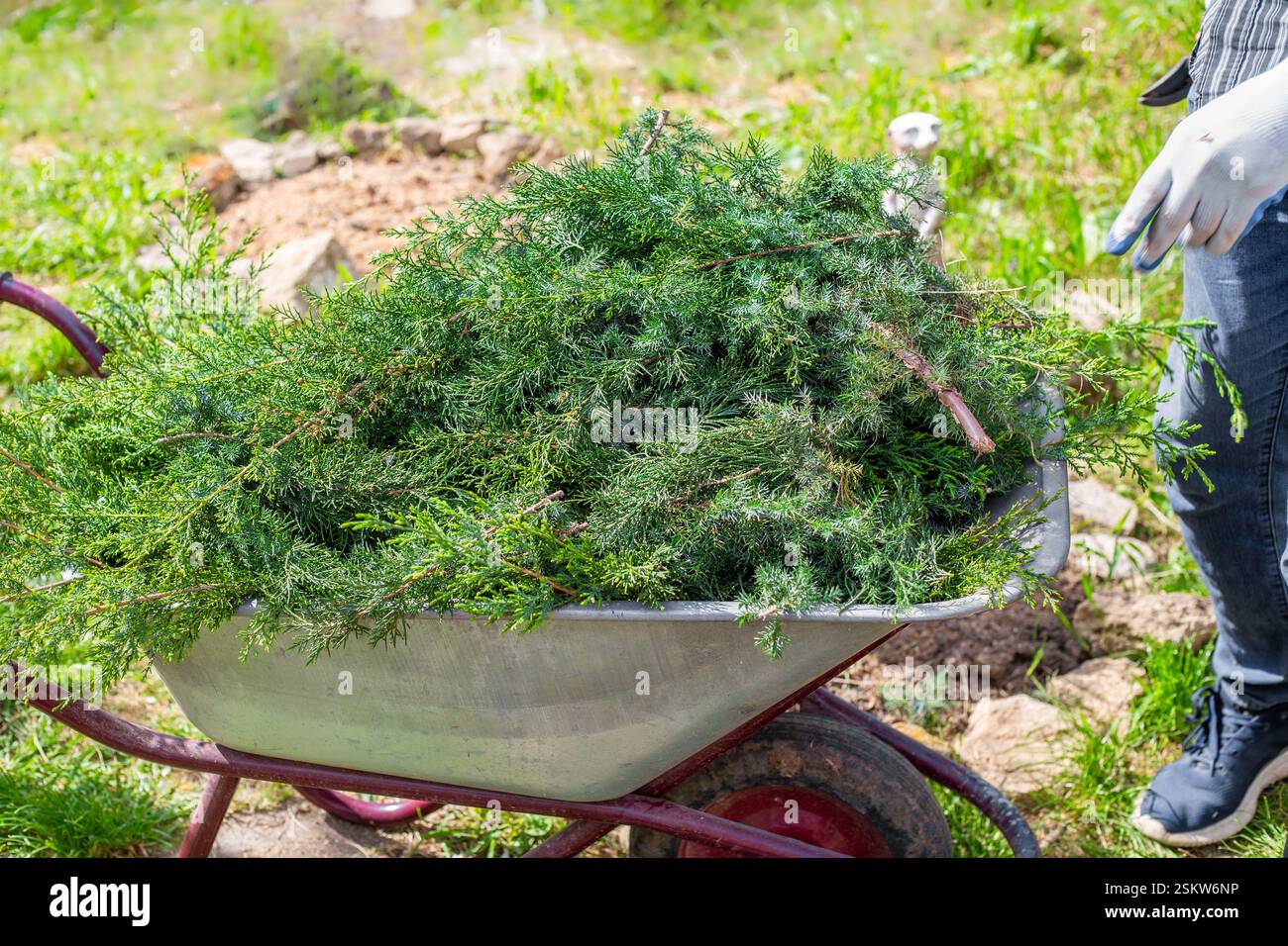 Pruning trees in the garden. Juniper branches after pruning the bush in ...