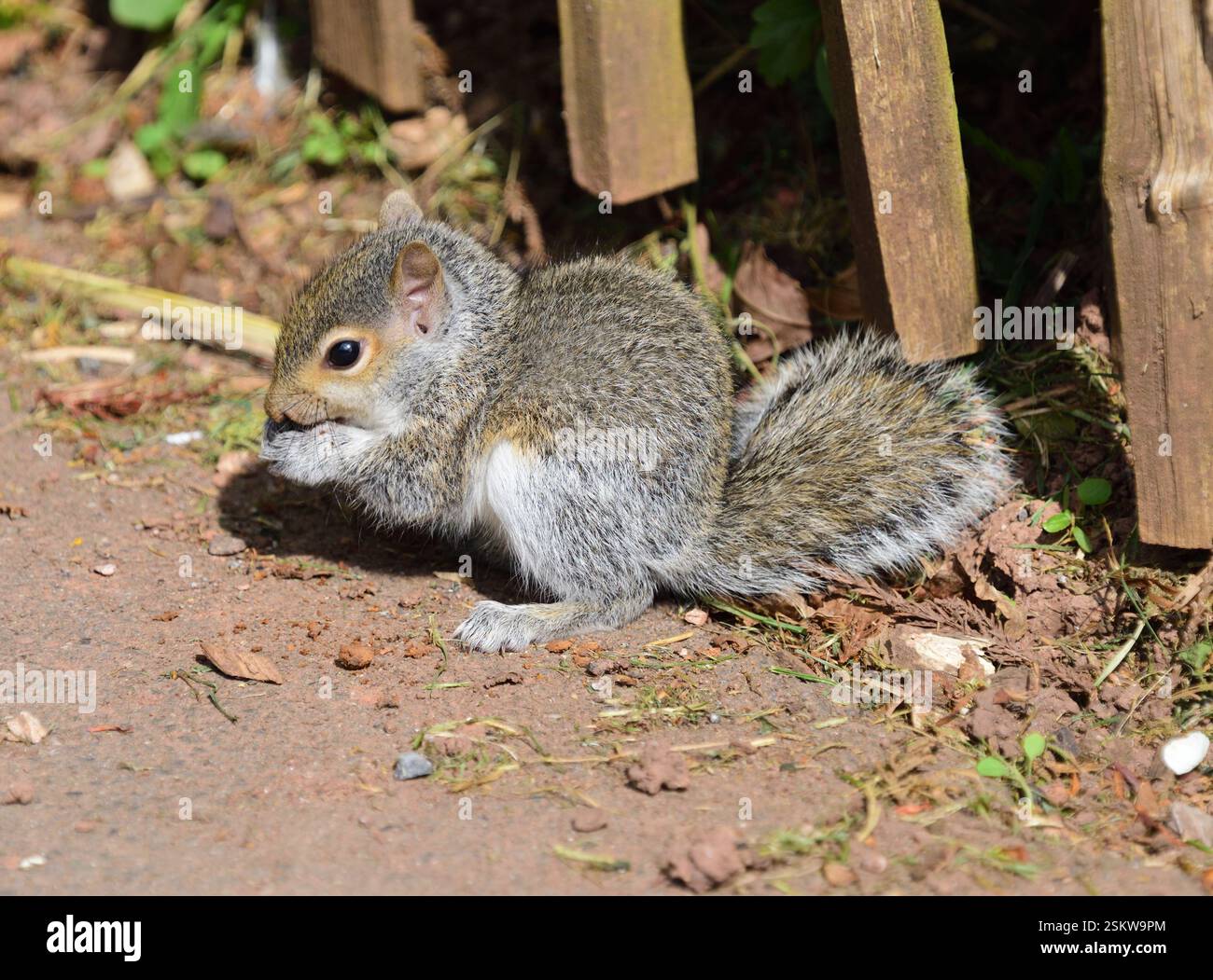 A grey squirrel on the ground Stock Photo - Alamy