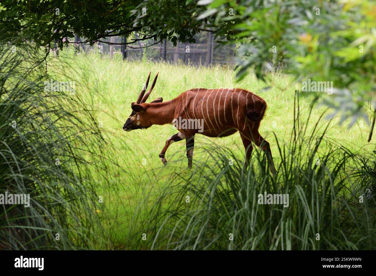 A female Eastern Bongo at Paignton zoo Stock Photo - Alamy