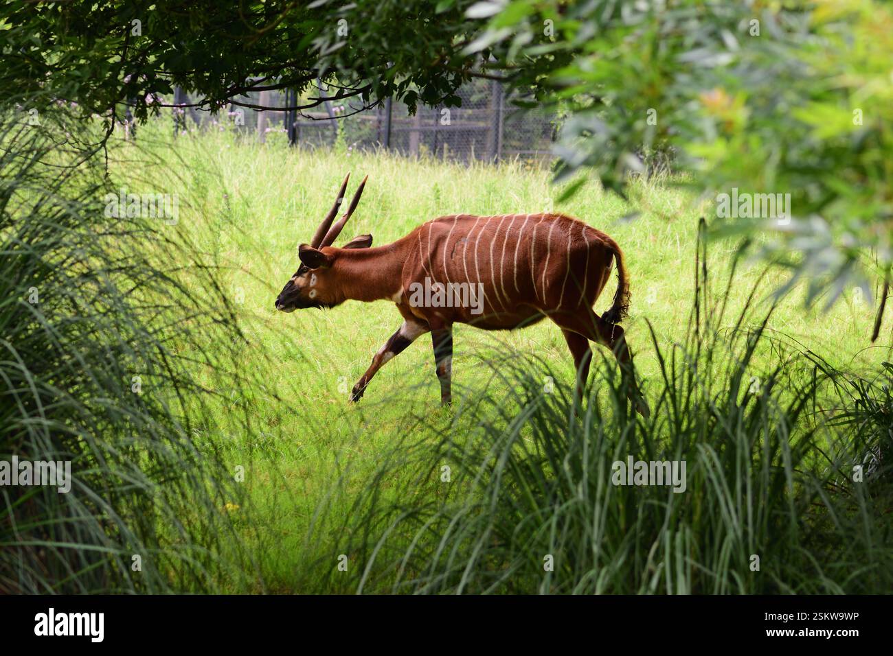 A female Eastern Bongo at Paignton zoo Stock Photo - Alamy