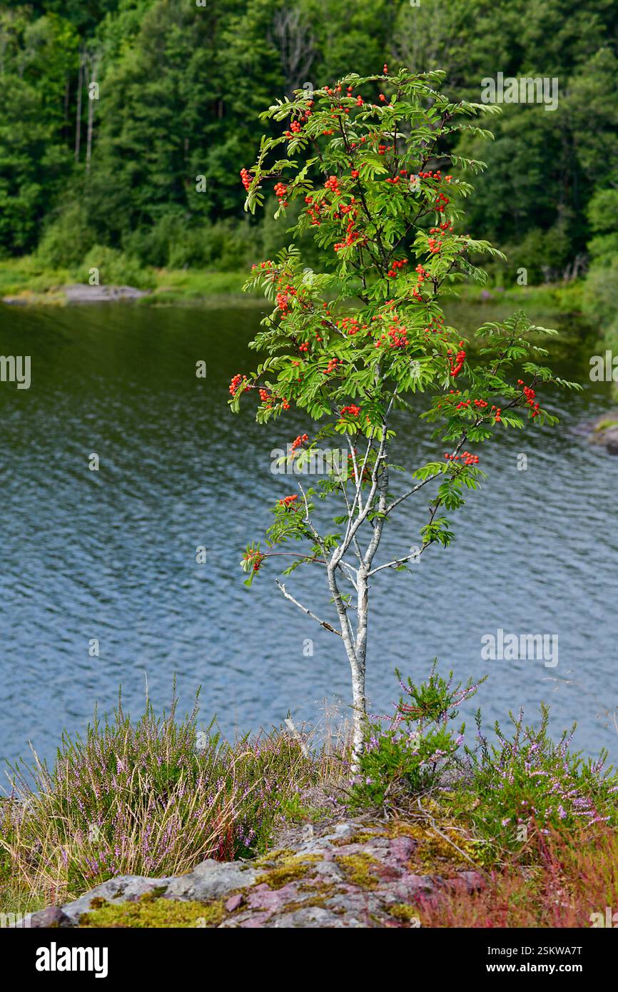 A young rowanberry tree overlooking Norwegian lake Borrevannet ...
