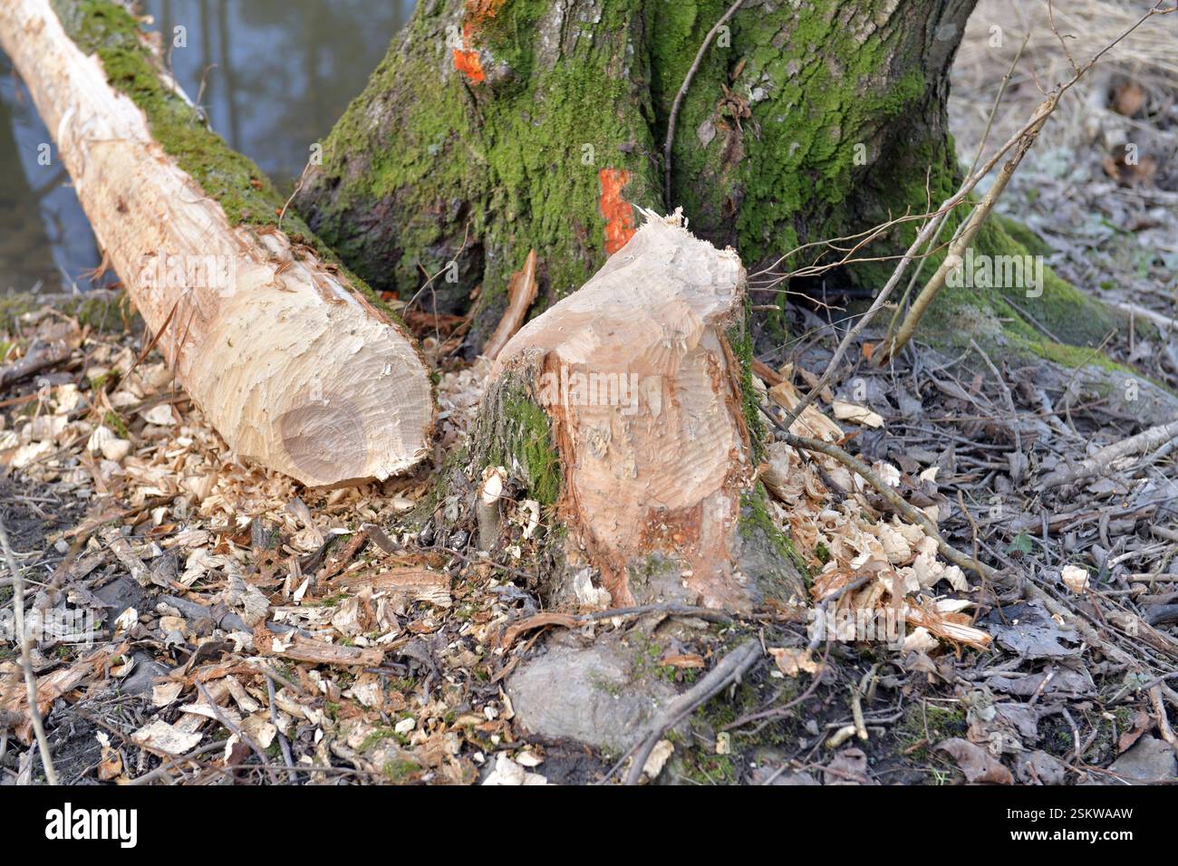 Horizontal photo of beaver toothmarks on tree trunk. Tree cut in two ...