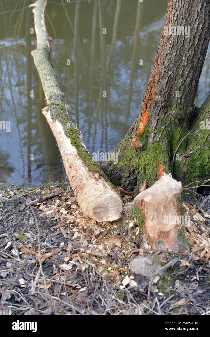 Beaver-eaten tree trunk. Tree leaning over lake after being chewed by ...