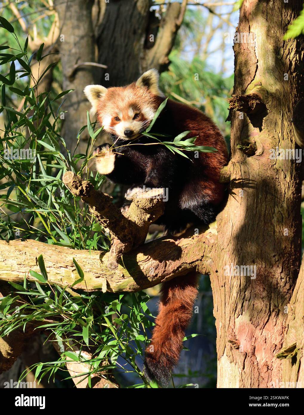 A red panda eating bamboo leaves at Paignton zoo Stock Photo - Alamy