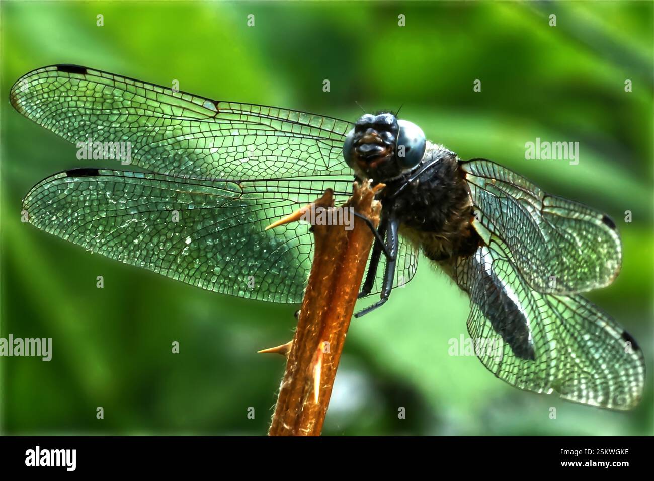 Scarce Chaser dragon fly Stock Photo - Alamy
