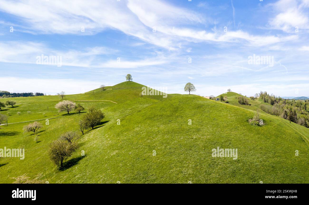 Aerial panorama image of drumlin hills landscape with single trees on ...