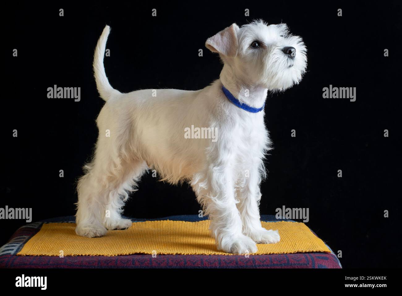 White miniature schnauzer male puppy posing proudly Stock Photo - Alamy