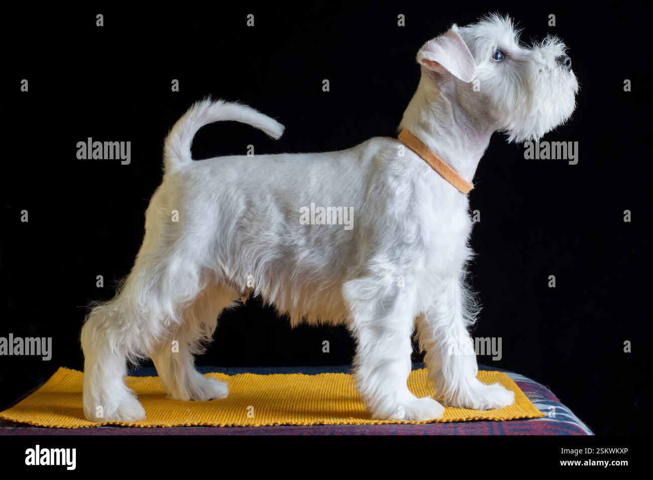 Young white miniature schnauzer male dog posing Stock Photo - Alamy